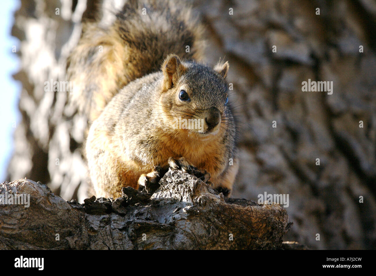 Squirrel (Family Sciuridae Stock Photo - Alamy