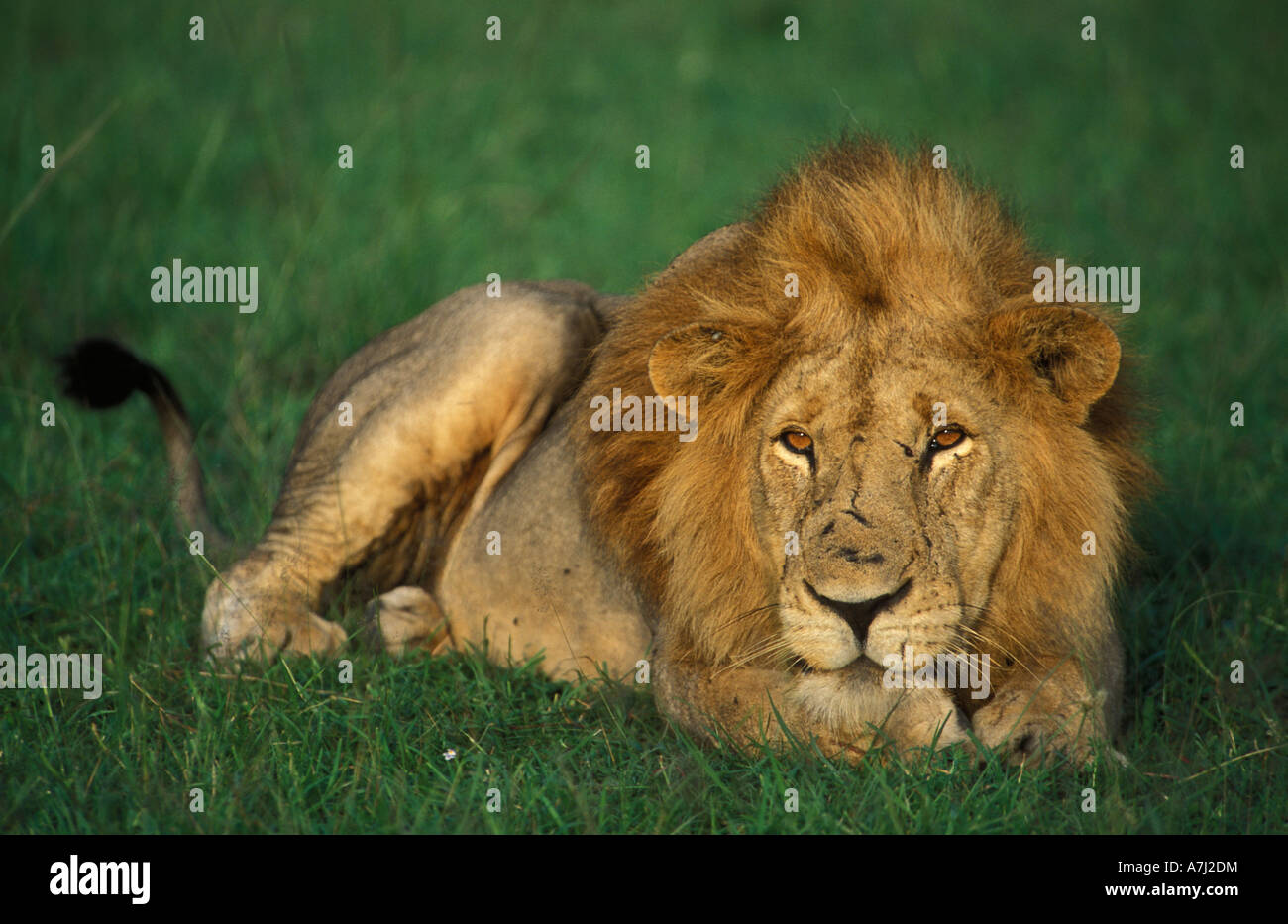male Lion (Panthera leo), Queen Elizabeth National Park, Uganda Stock ...