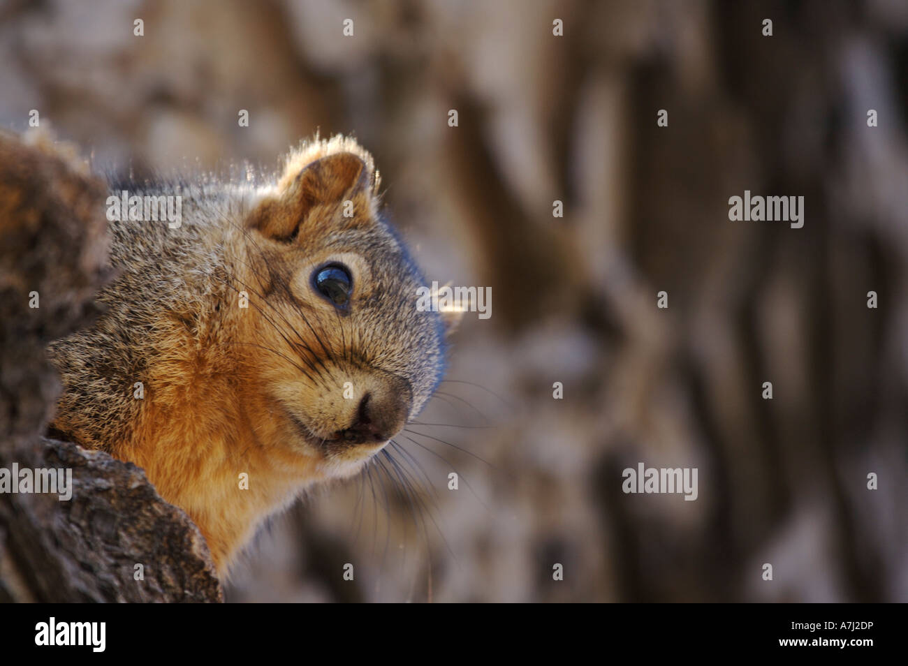 Squirrel (Family Sciuridae Stock Photo - Alamy