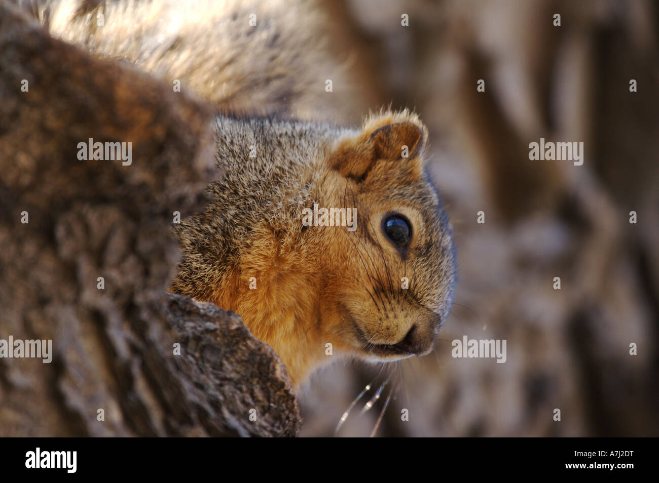 Squirrel (Family Sciuridae Stock Photo - Alamy