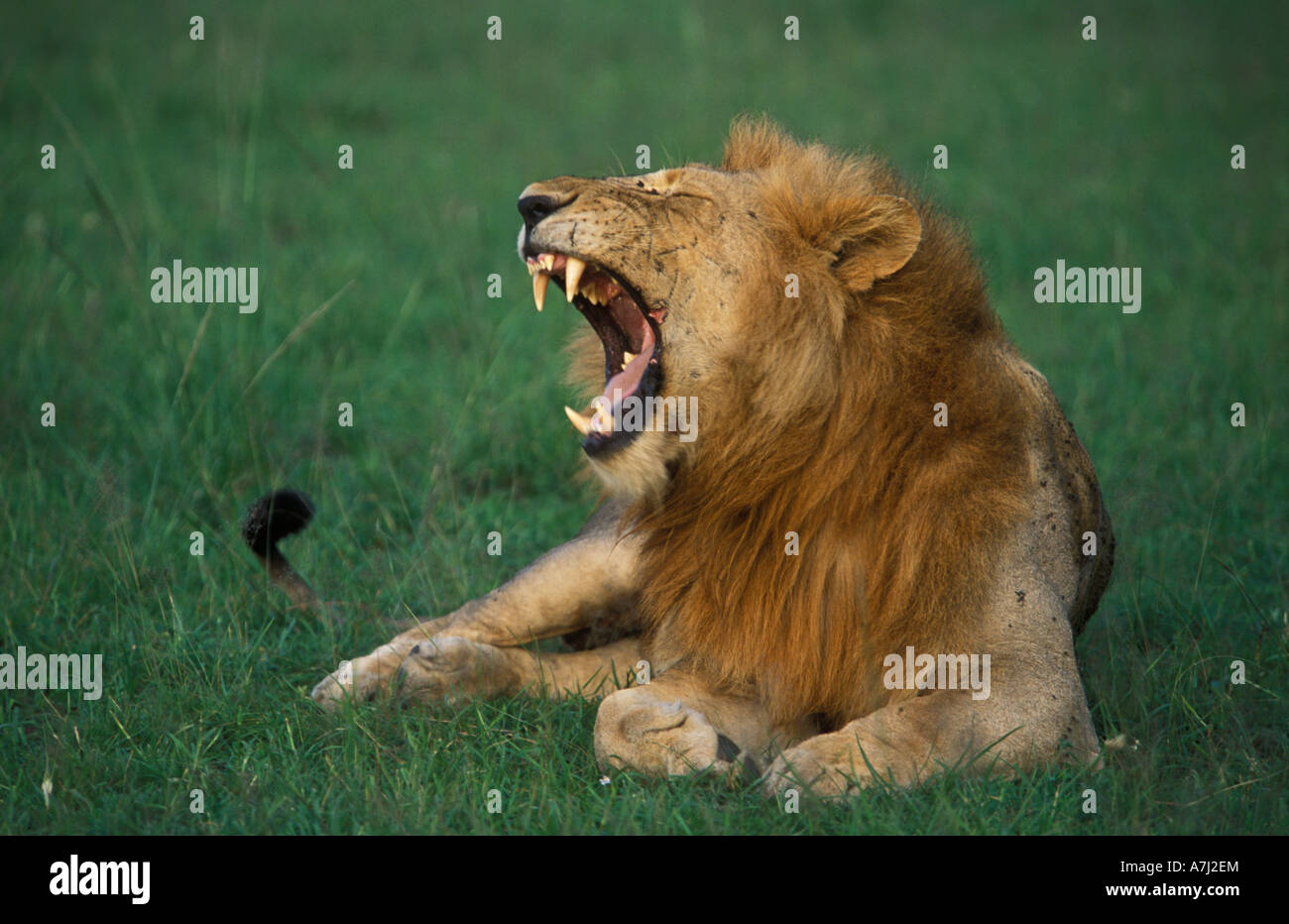 male Lion (Panthera leo), Queen Elizabeth National Park, Uganda Stock ...