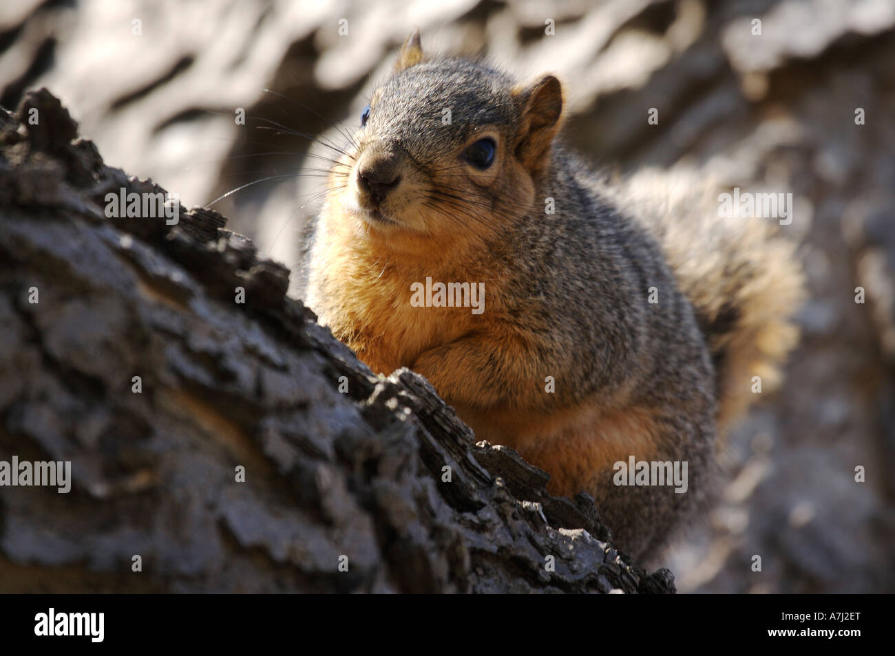 Squirrel (Family Sciuridae Stock Photo - Alamy