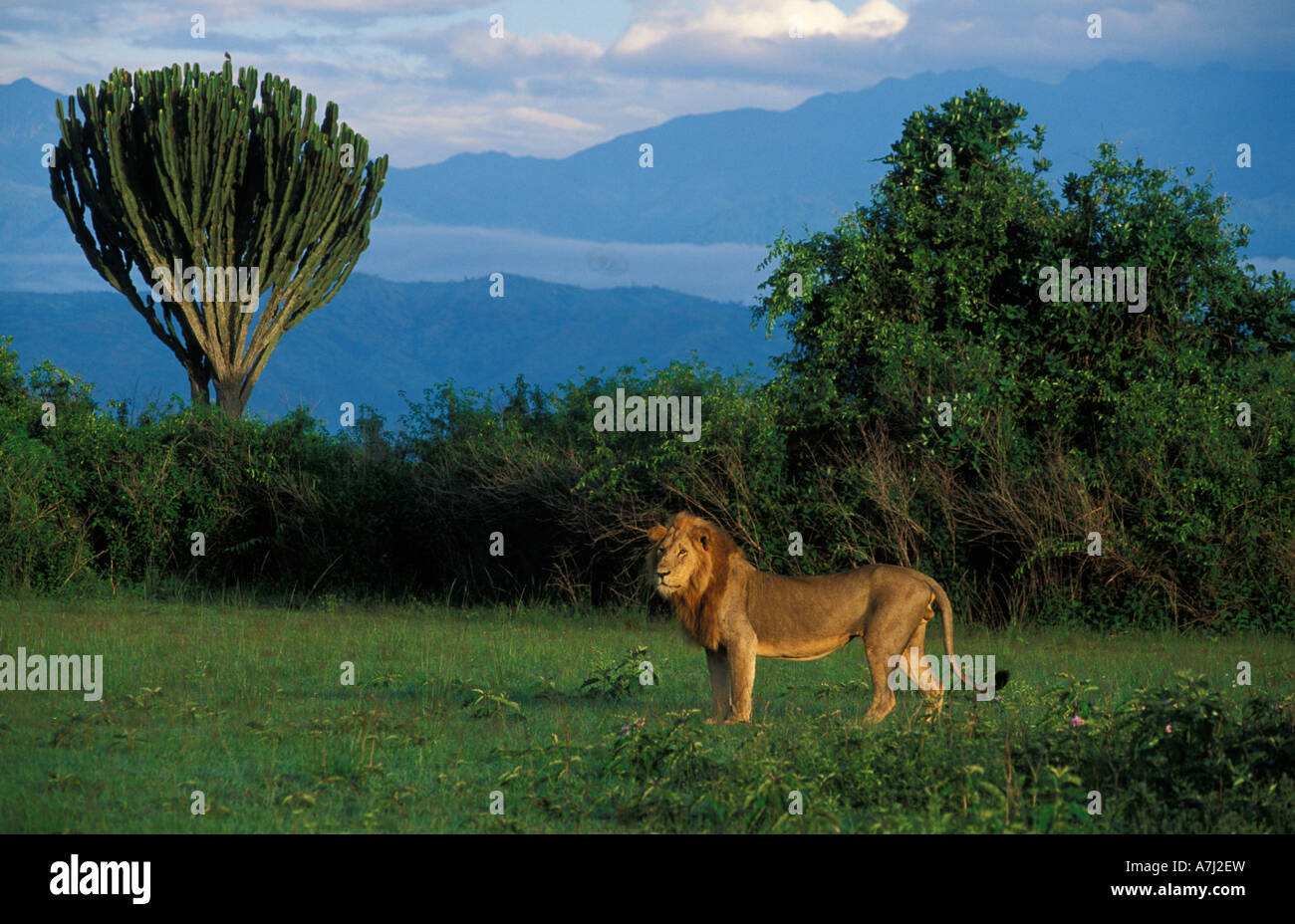 male Lion (Panthera leo), Queen Elizabeth National Park, Uganda Stock ...
