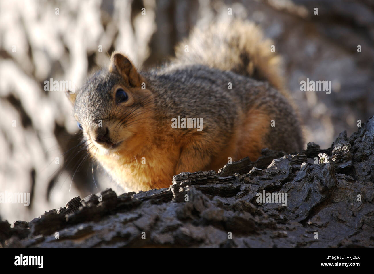 Squirrel (Family Sciuridae Stock Photo - Alamy
