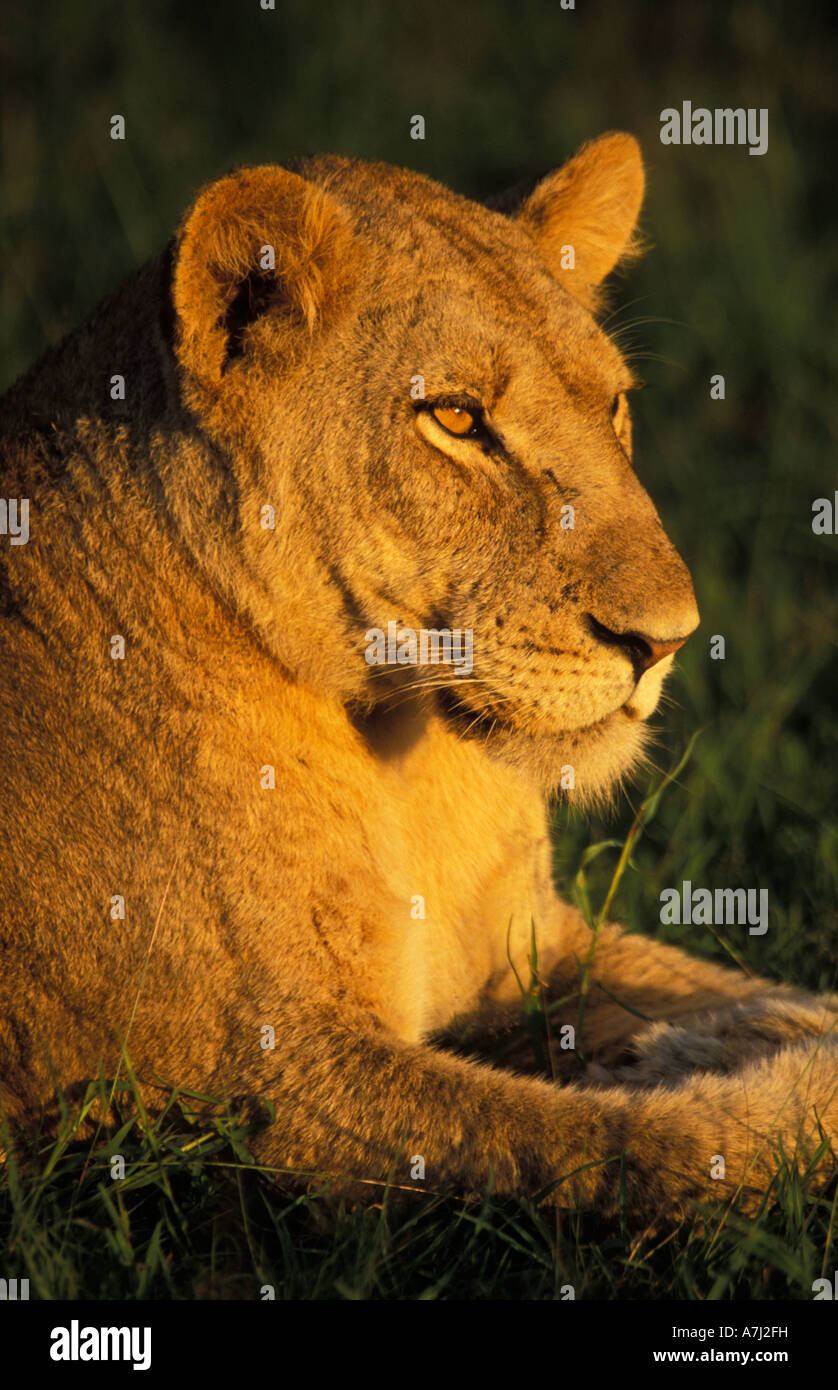 Lion (Panthera leo), Queen Elizabeth National Park, Uganda Stock Photo ...