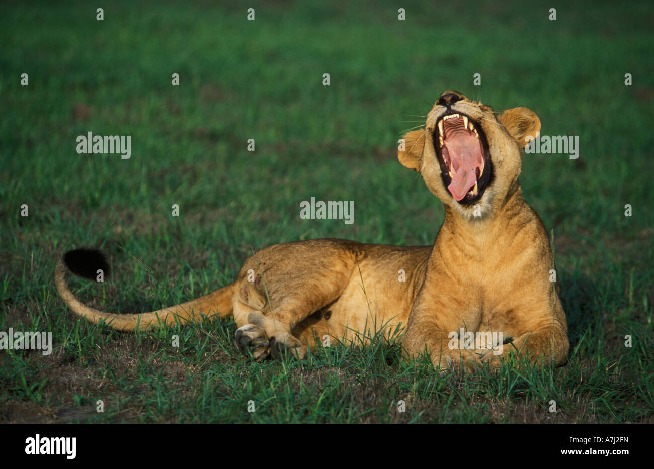 Lion (Panthera leo), Queen Elizabeth National Park, Uganda Stock Photo ...