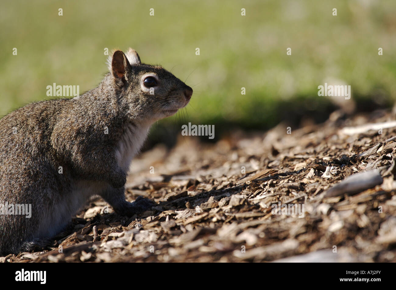 Squirrel (Family Sciuridae Stock Photo - Alamy