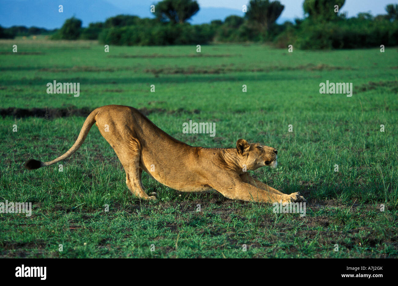 Lion (Panthera leo), Queen Elizabeth National Park, Uganda Stock Photo ...