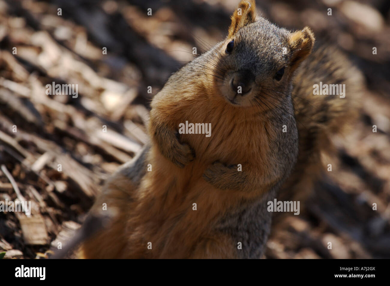 Squirrel (Family Sciuridae Stock Photo - Alamy