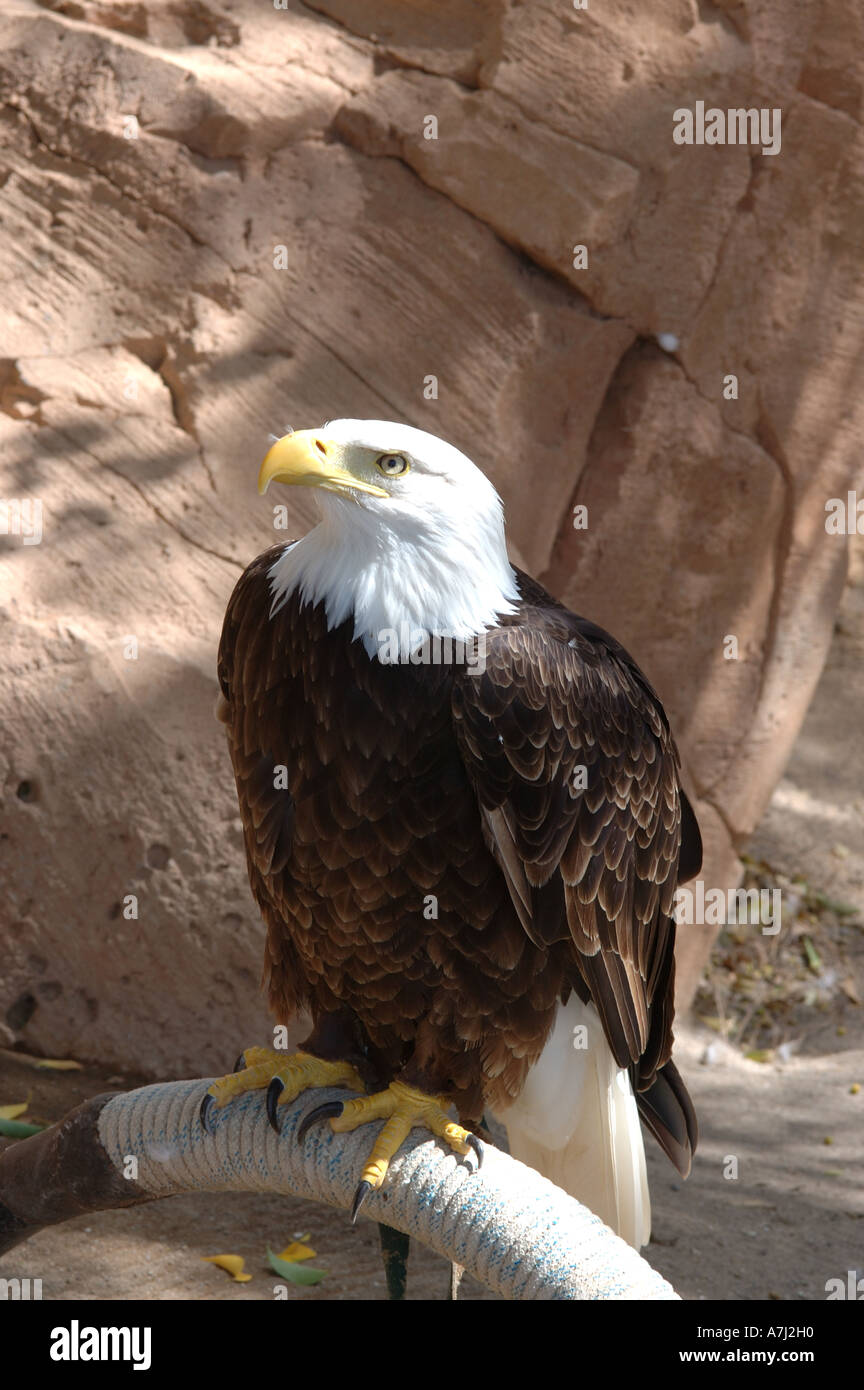 Fauna de las americas hi-res stock photography and images - Alamy