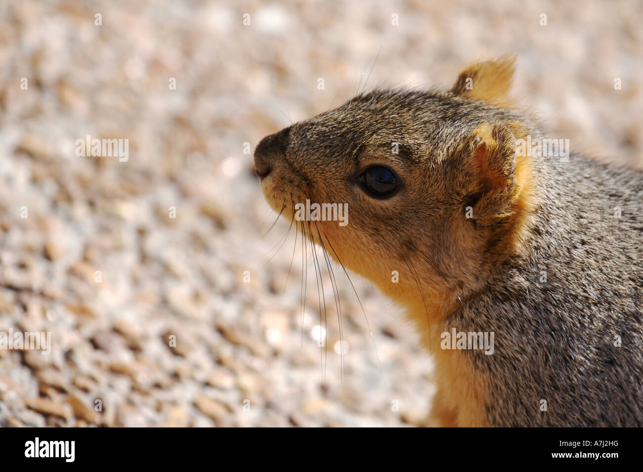 Squirrel (Family Sciuridae Stock Photo - Alamy