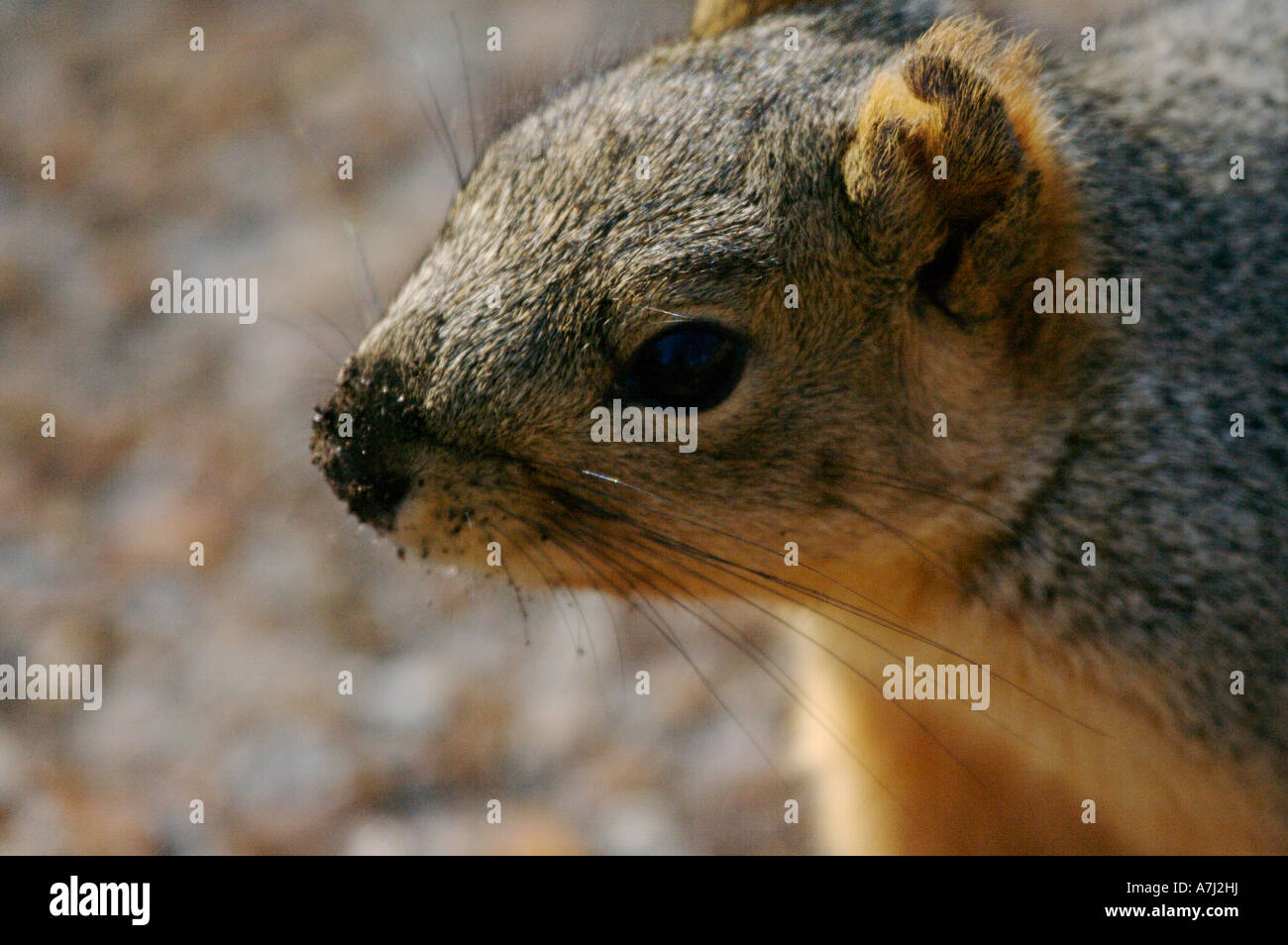 Squirrel (Family Sciuridae Stock Photo - Alamy