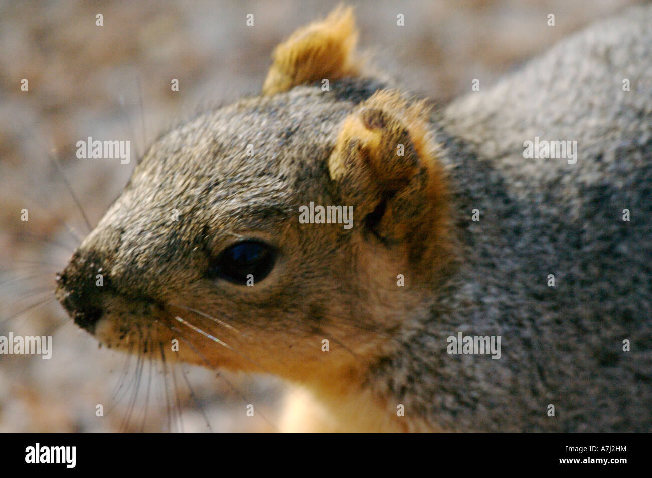Squirrel (Family Sciuridae Stock Photo - Alamy