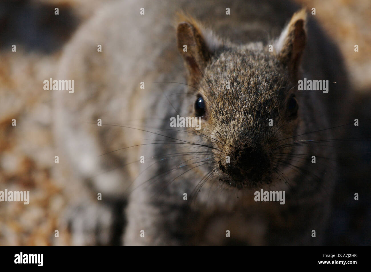 Squirrel (Family Sciuridae Stock Photo - Alamy