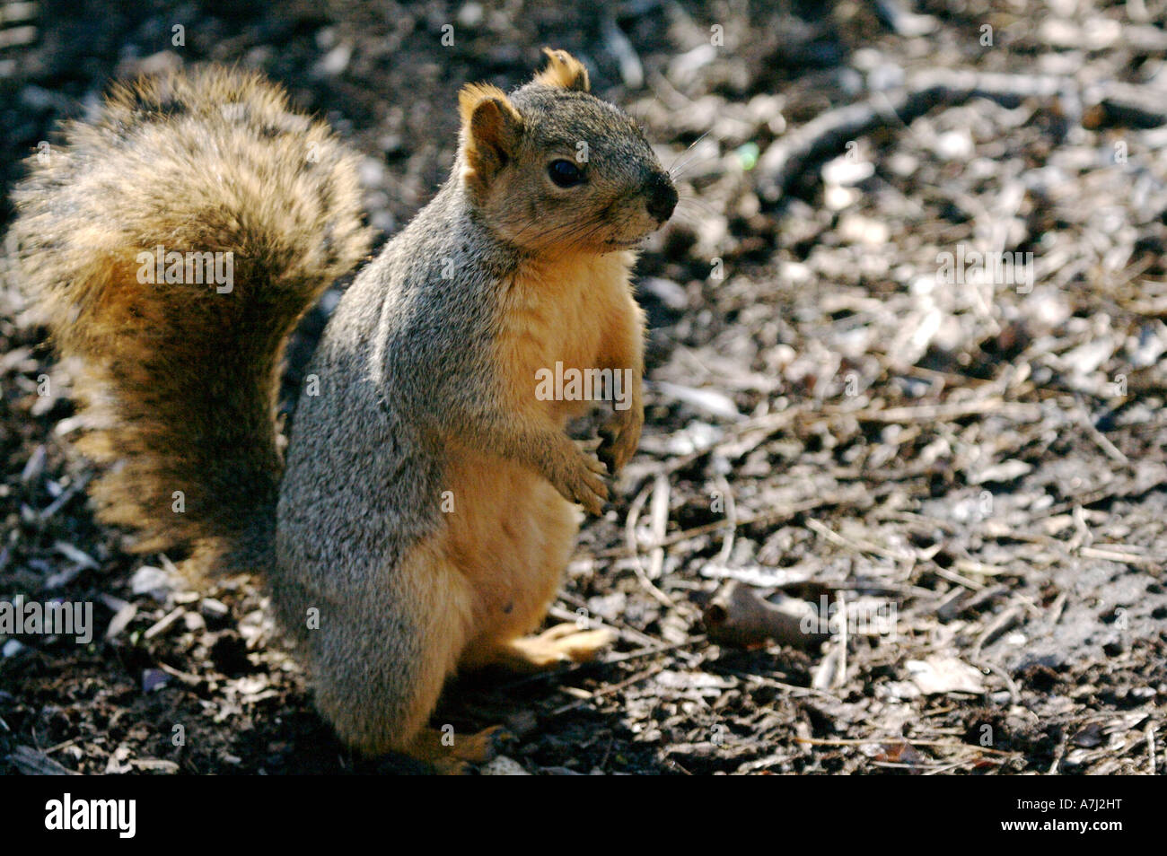Squirrel (Family Sciuridae Stock Photo - Alamy