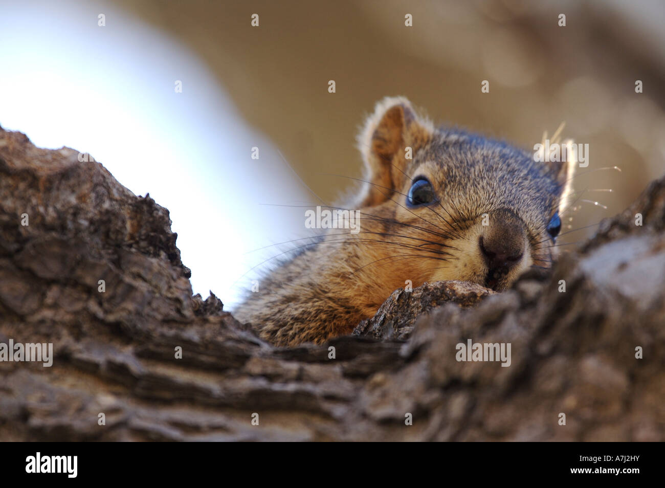 Squirrel (Family Sciuridae Stock Photo - Alamy