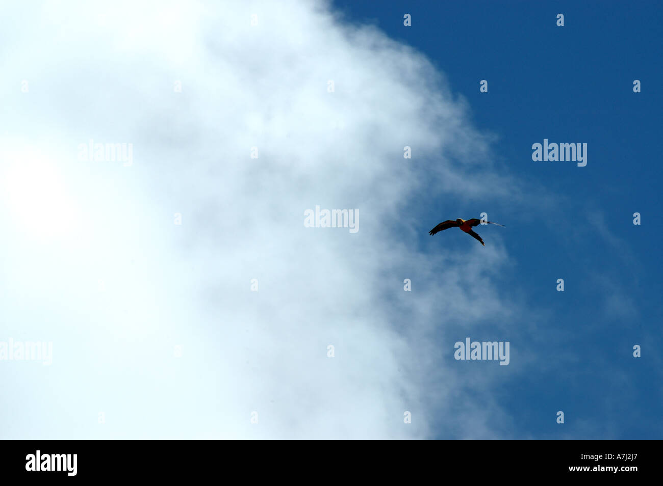 Vulture Flying soaring High in Blue Skies Stock Photo - Alamy