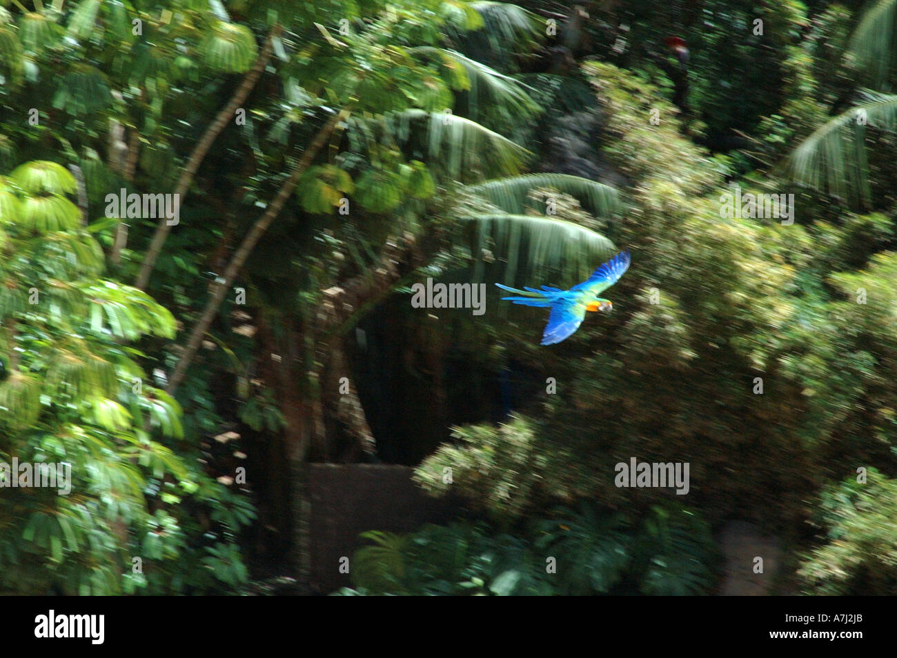 Parrot flying free Stock Photo - Alamy
