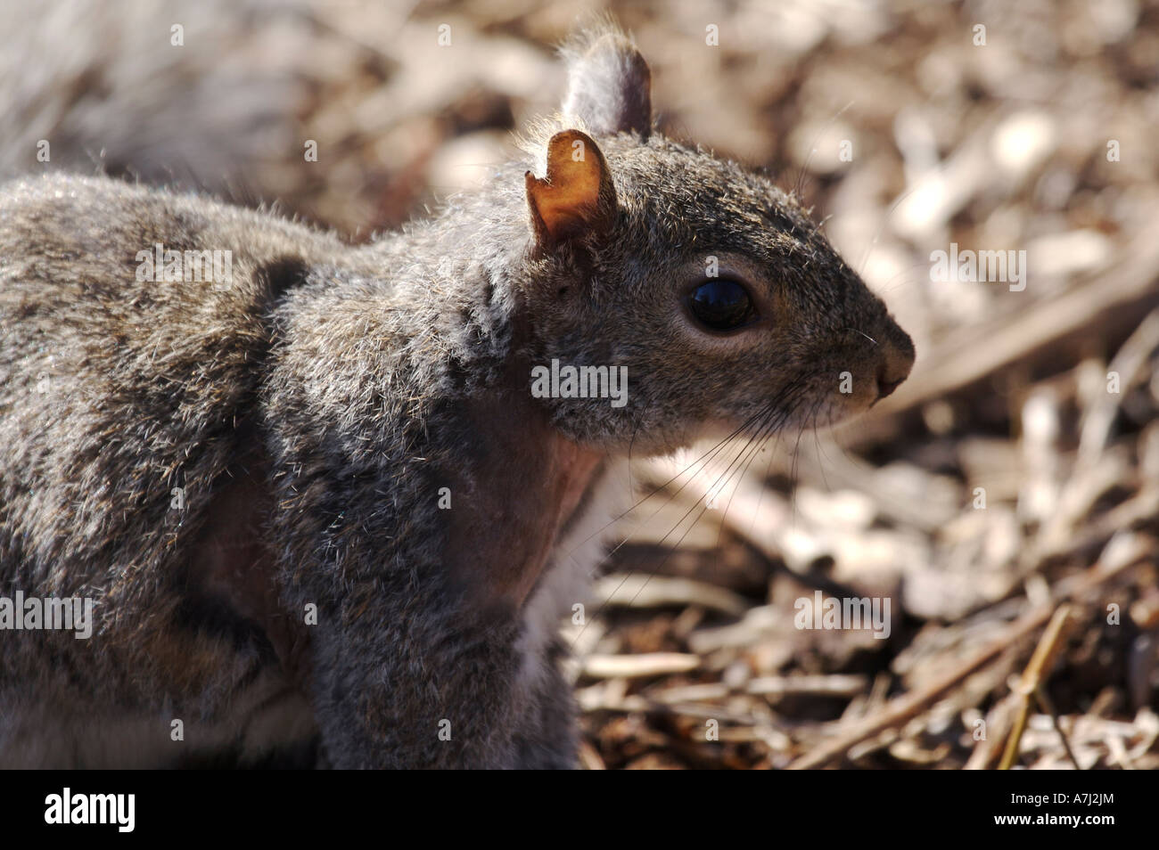 Squirrel (Family Sciuridae Stock Photo - Alamy