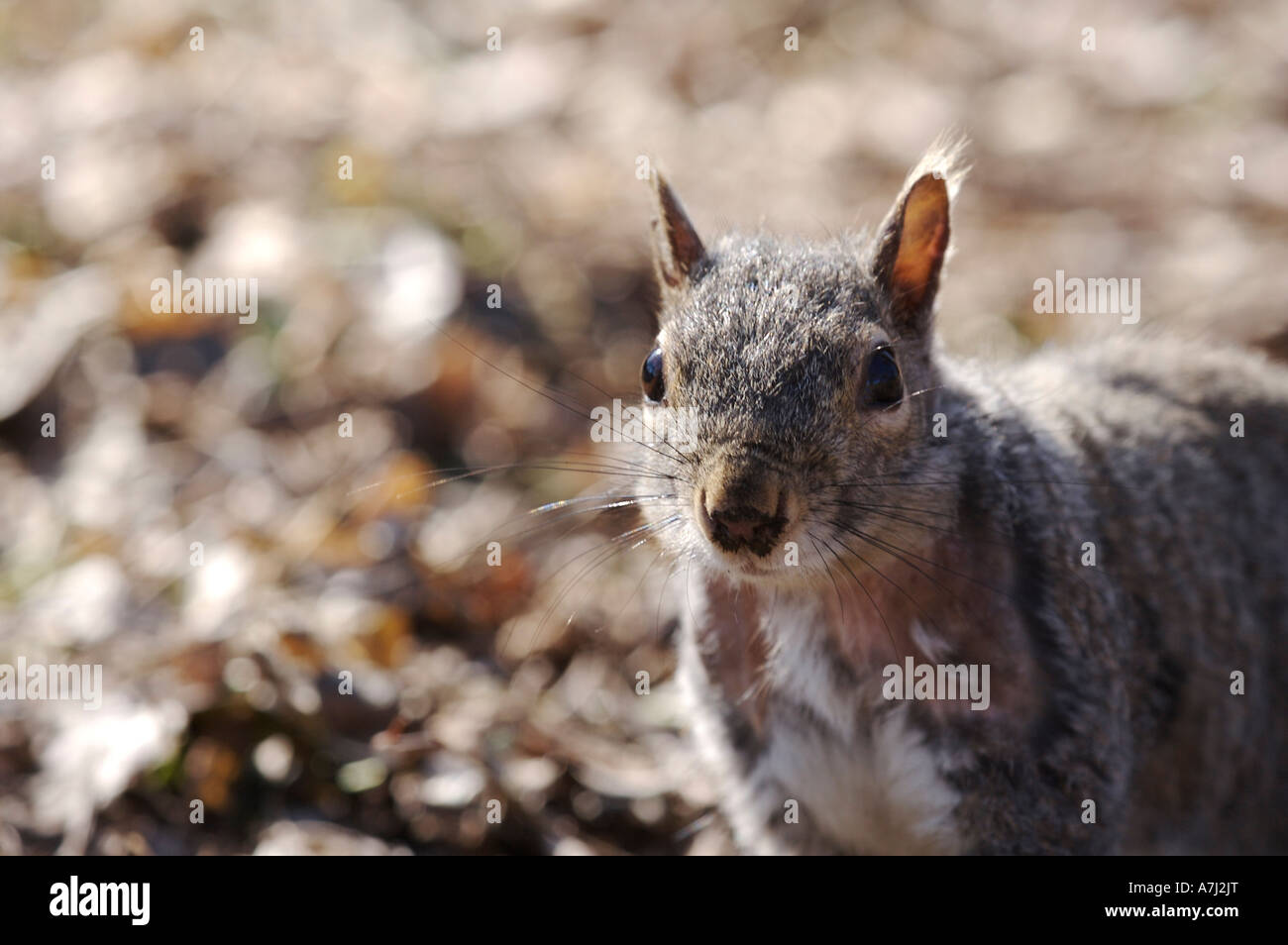 Squirrel (Family Sciuridae Stock Photo - Alamy