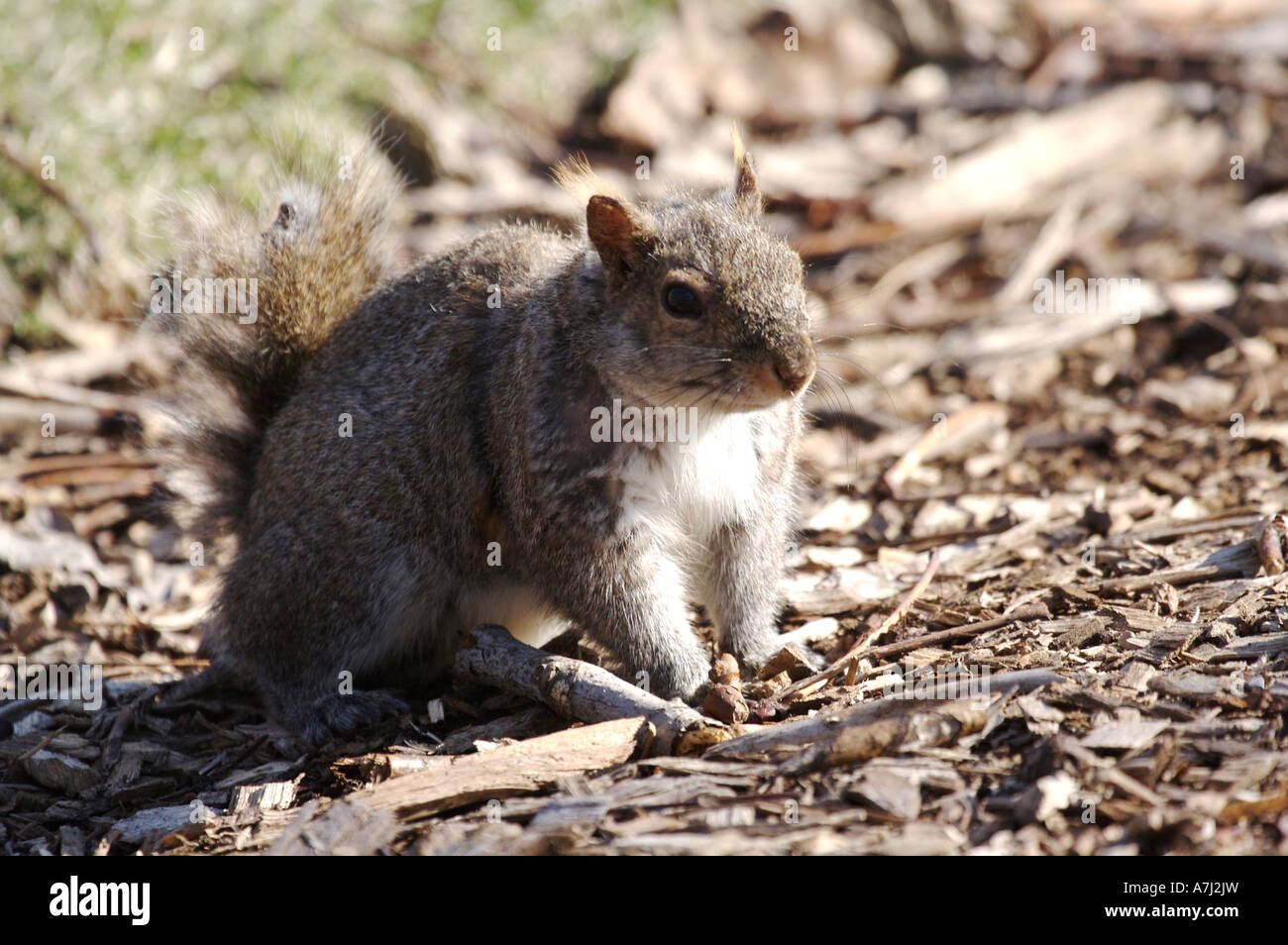 Squirrel (Family Sciuridae Stock Photo - Alamy