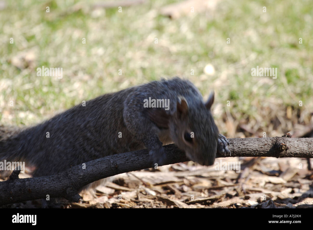 Squirrel (Family Sciuridae Stock Photo - Alamy