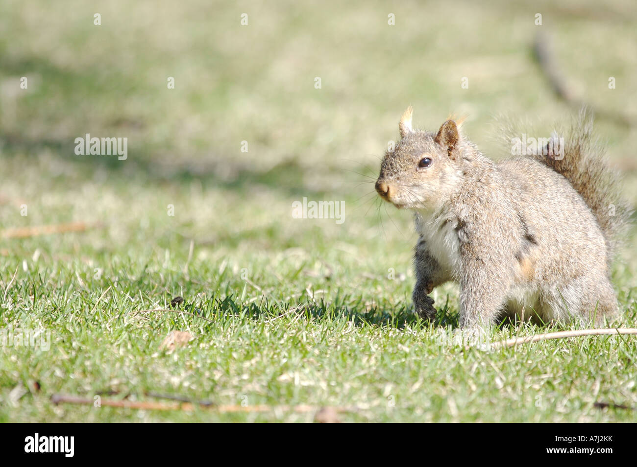 Squirrel (Family Sciuridae Stock Photo - Alamy