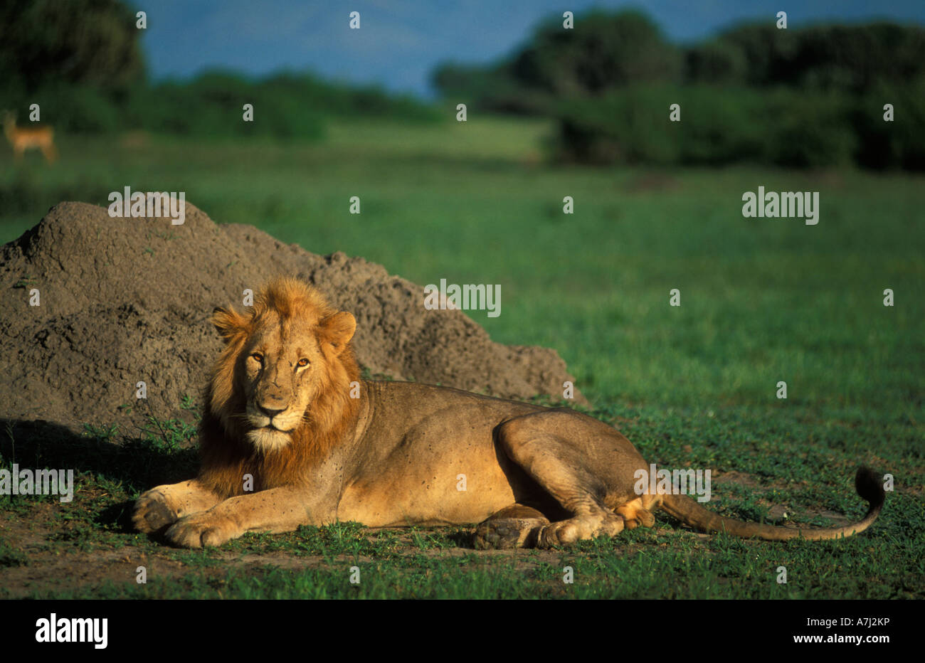 male Lion (Panthera leo), Queen Elizabeth National Park, Uganda Stock ...