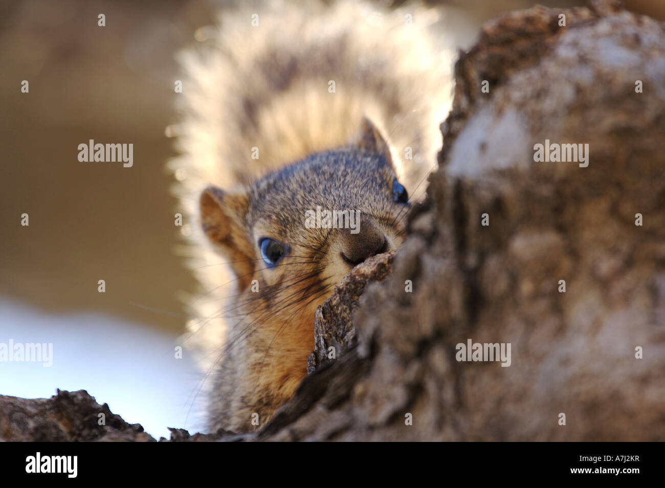 Squirrel (Family Sciuridae Stock Photo - Alamy