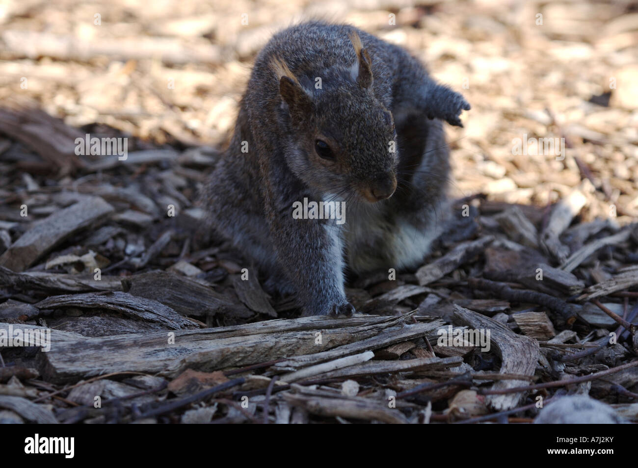 Squirrel (Family Sciuridae Stock Photo - Alamy