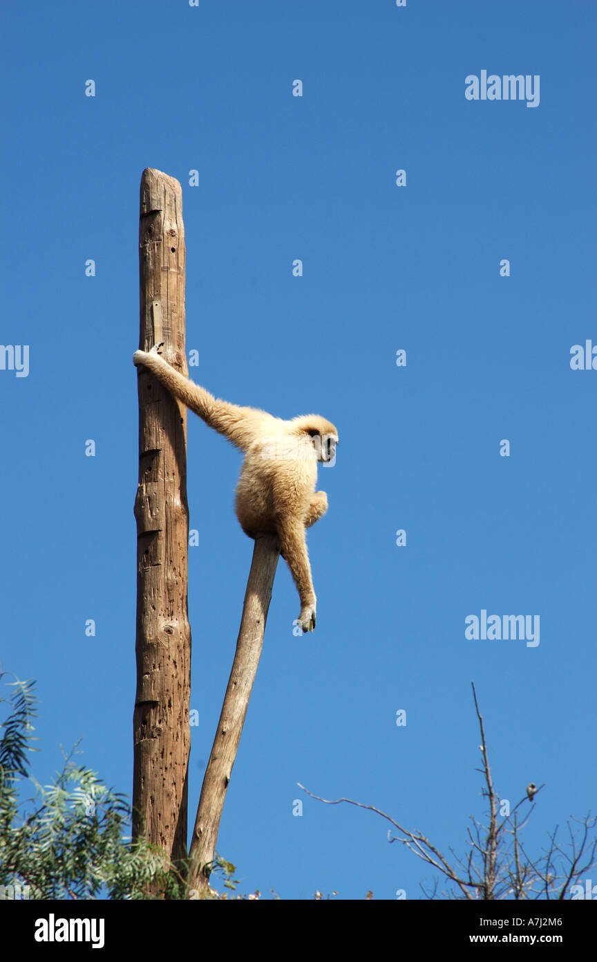 Common gibbon hi-res stock photography and images - Alamy
