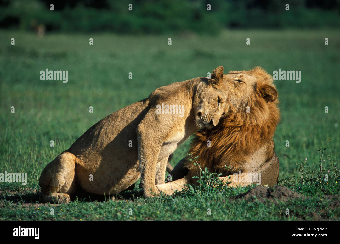 Lions (Panthera leo) mating, Queen Elizabeth National Park, Uganda ...
