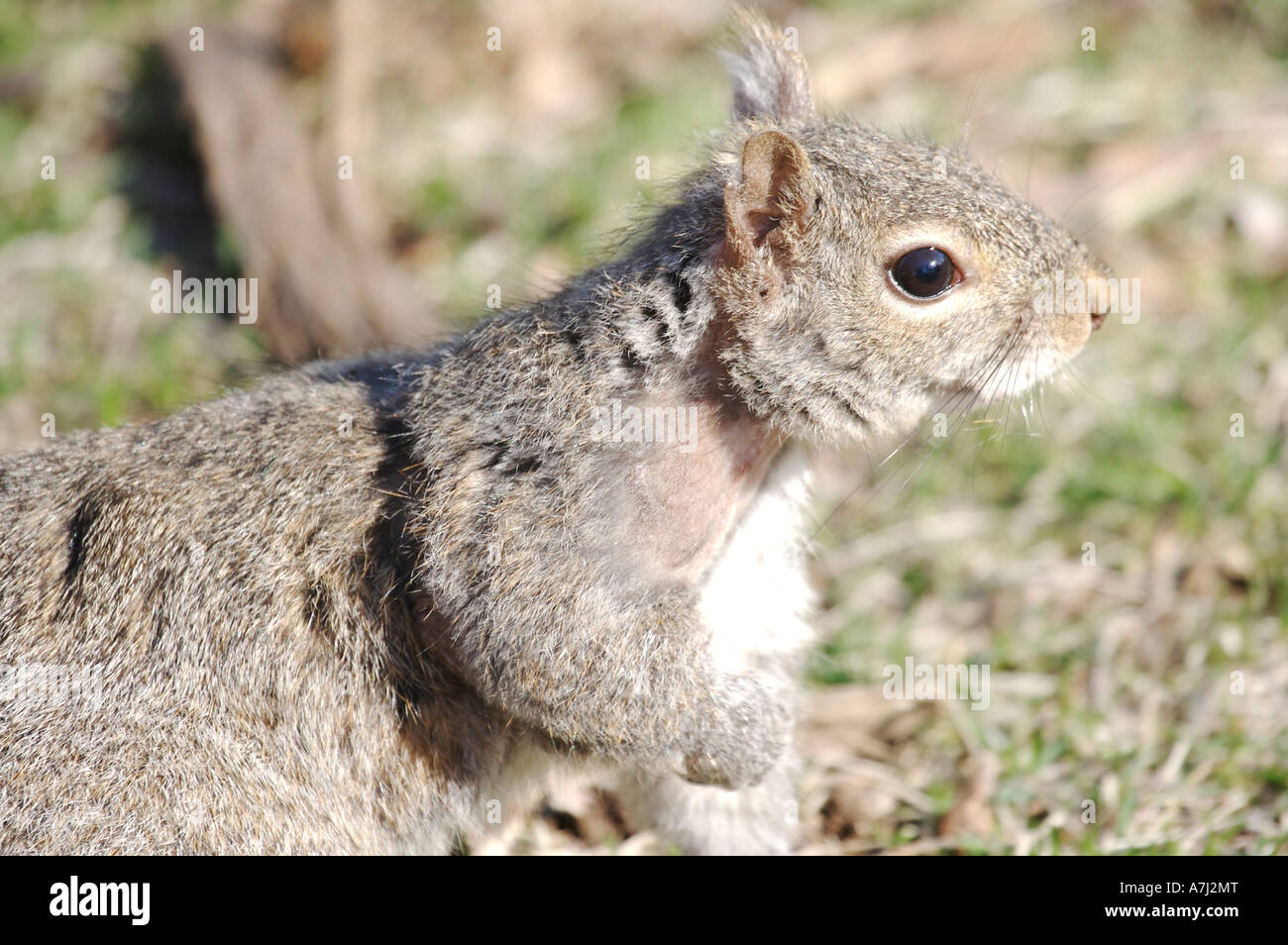 Squirrel (Family Sciuridae Stock Photo - Alamy