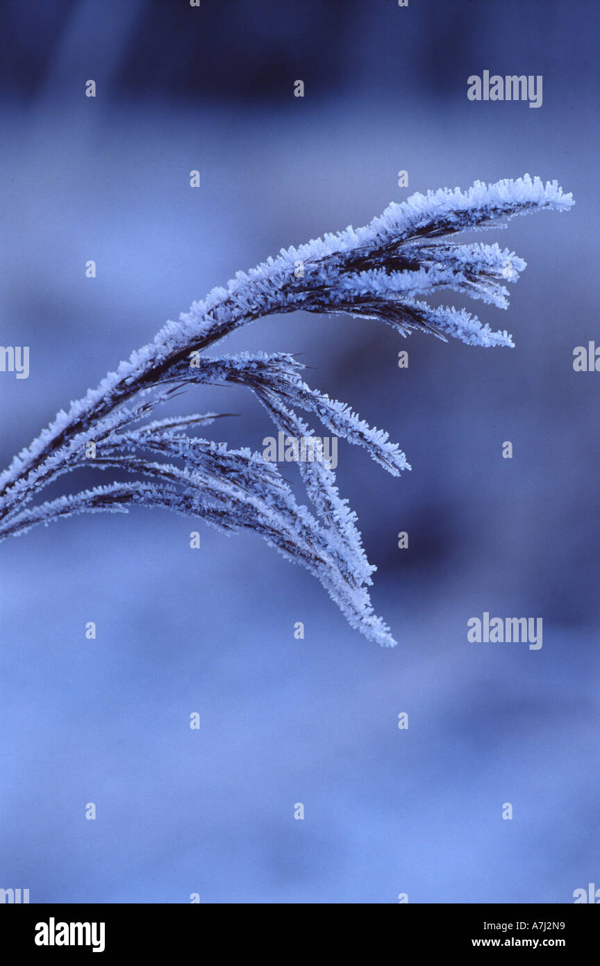 Common Reed in winter Stock Photo - Alamy