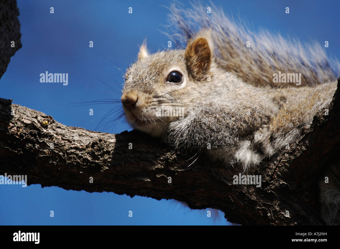 Squirrel (Family Sciuridae Stock Photo - Alamy