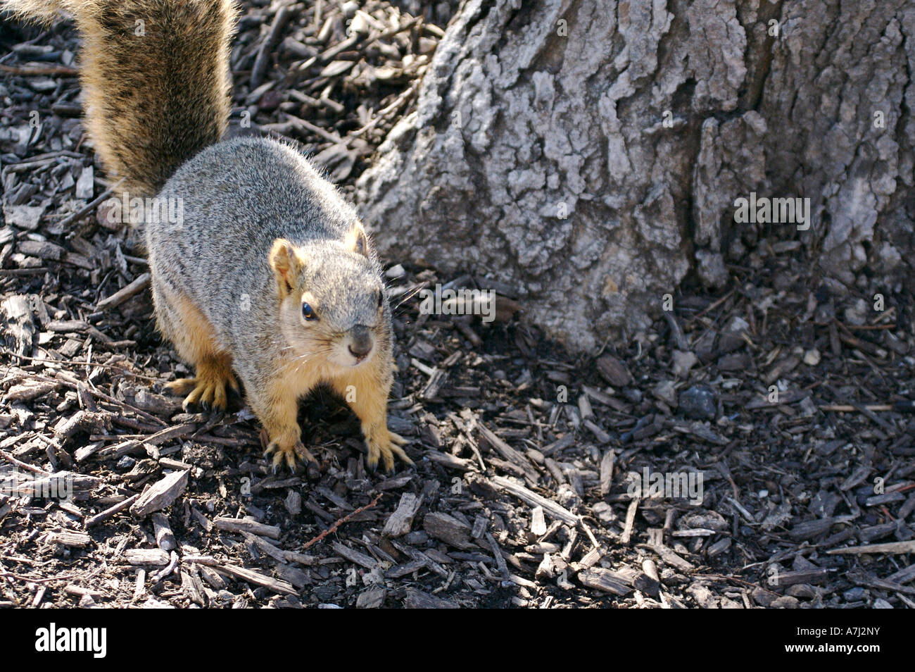 Squirrel (Family Sciuridae Stock Photo - Alamy