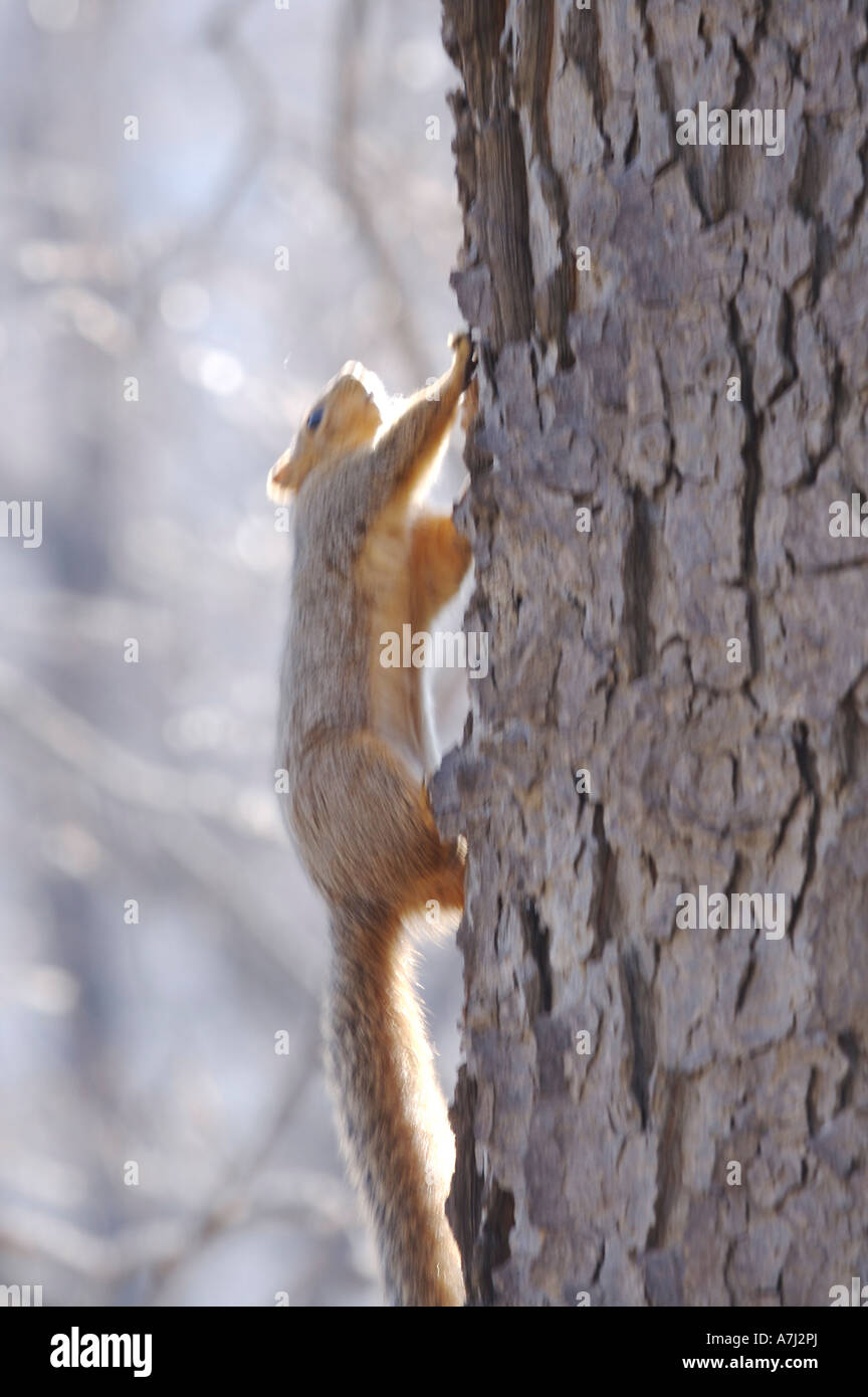 Squirrel (Family Sciuridae Stock Photo - Alamy
