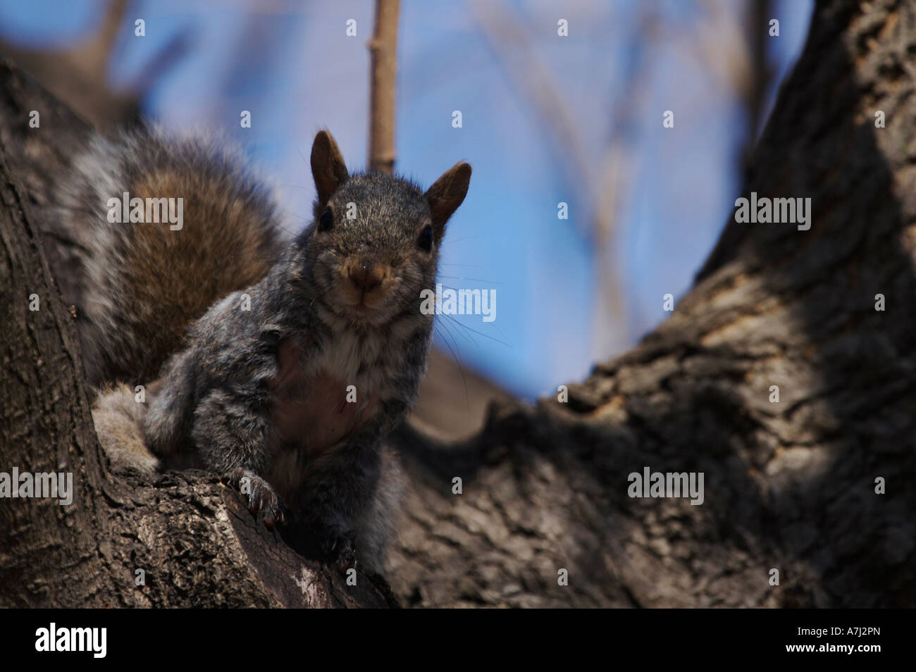 Squirrel (Family Sciuridae Stock Photo - Alamy