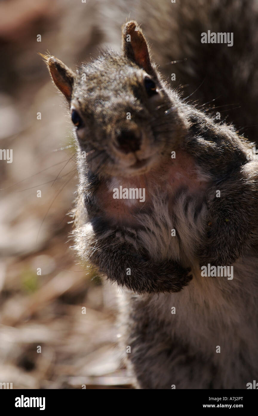 Squirrel (Family Sciuridae Stock Photo - Alamy