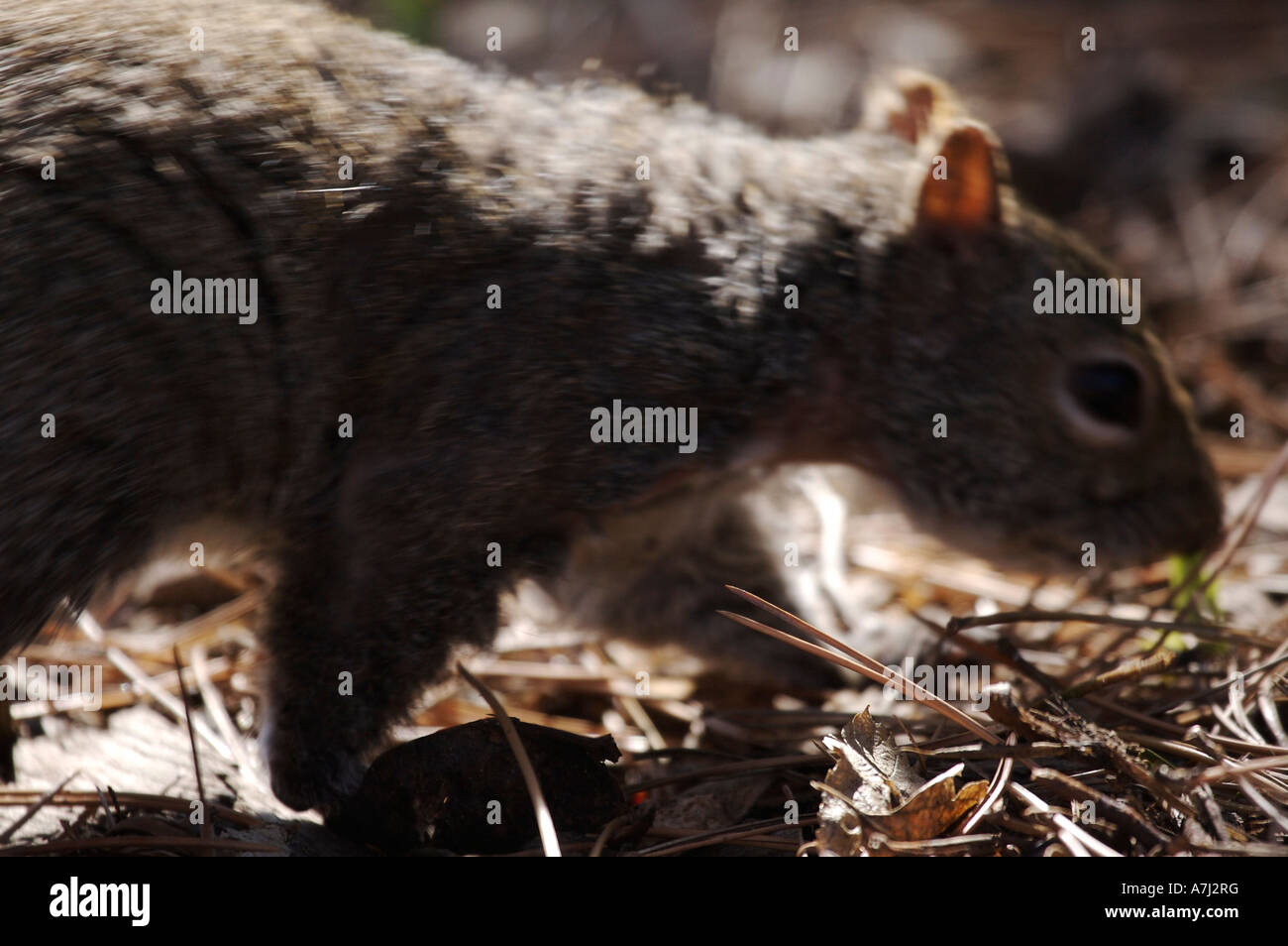 Squirrel (Family Sciuridae Stock Photo - Alamy