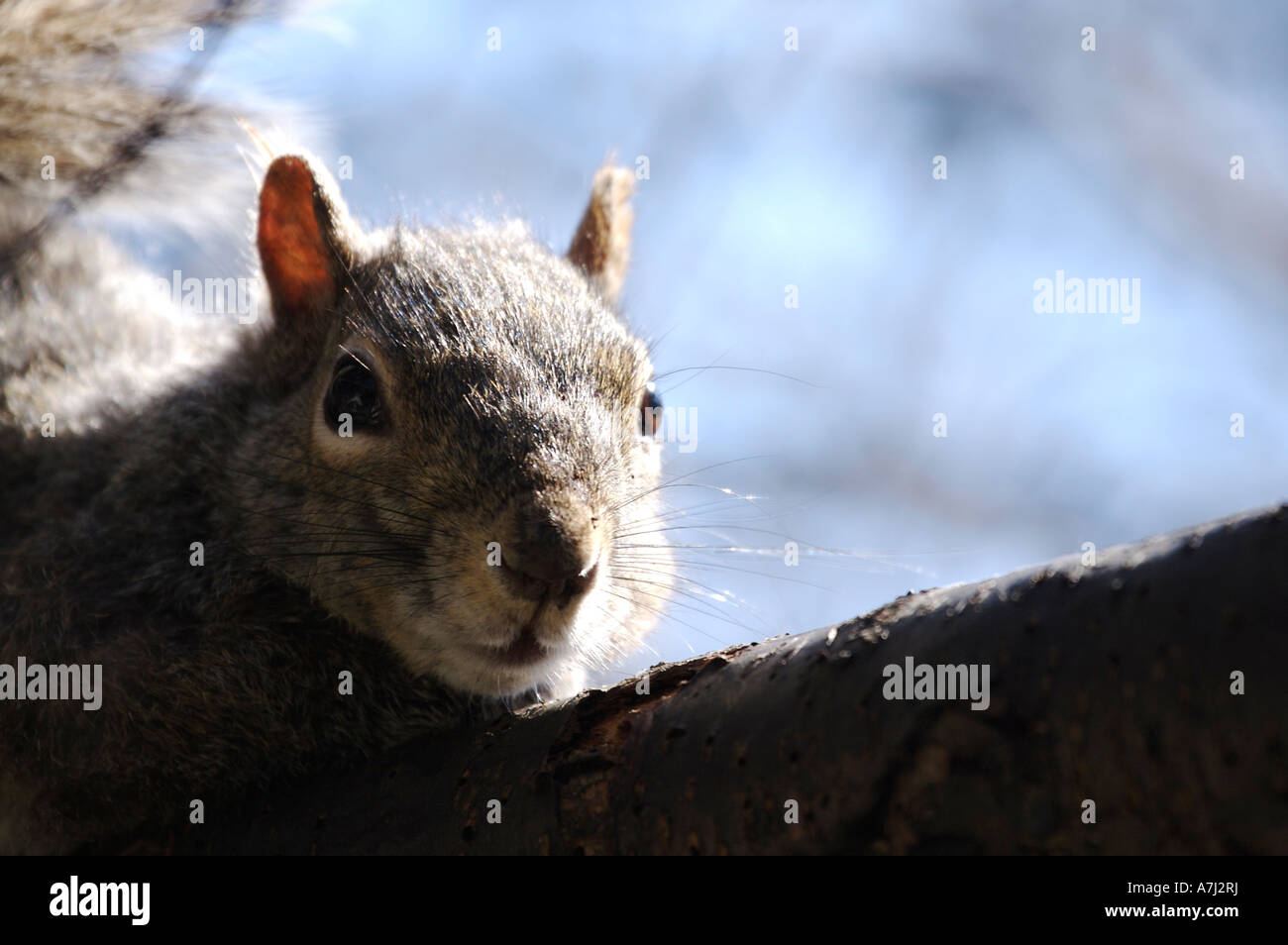 Squirrel (Family Sciuridae Stock Photo - Alamy