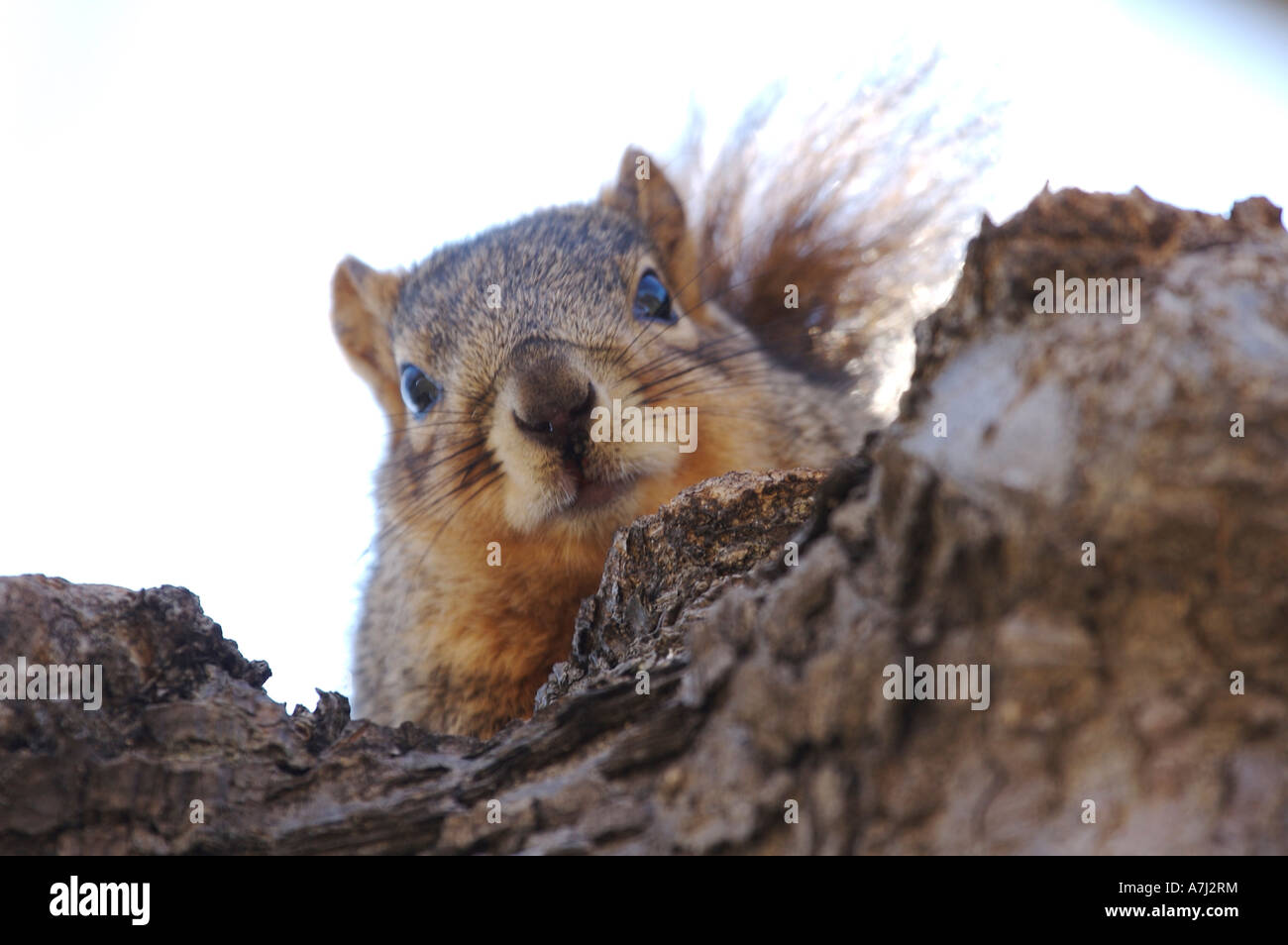 Squirrel (Family Sciuridae Stock Photo - Alamy