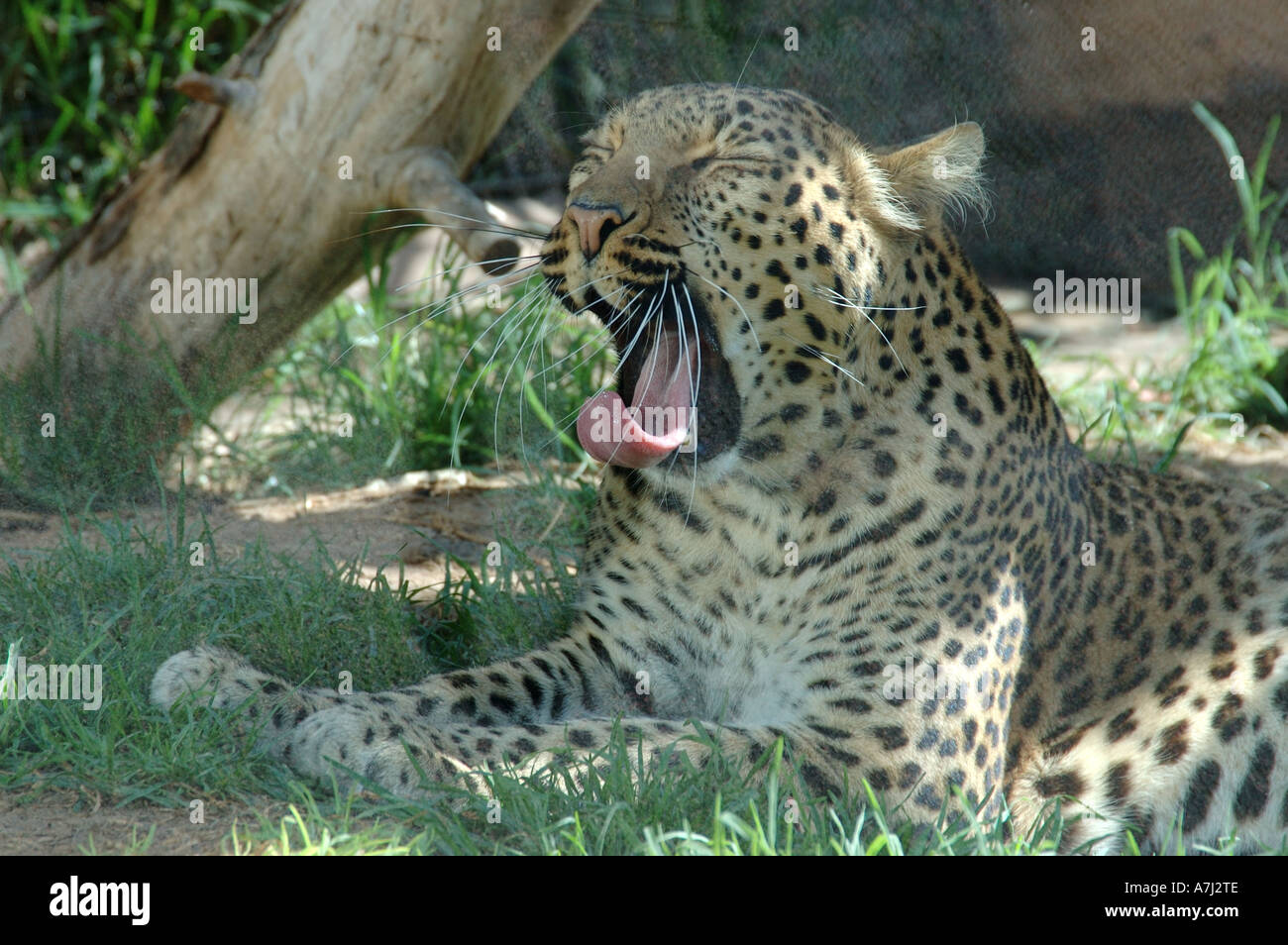 Loro india hi-res stock photography and images - Alamy