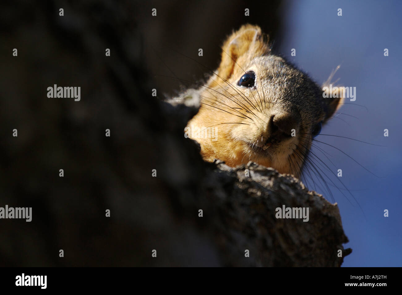 Squirrel (Family Sciuridae Stock Photo - Alamy
