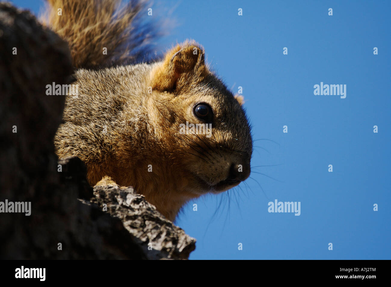 Squirrel (Family Sciuridae Stock Photo - Alamy
