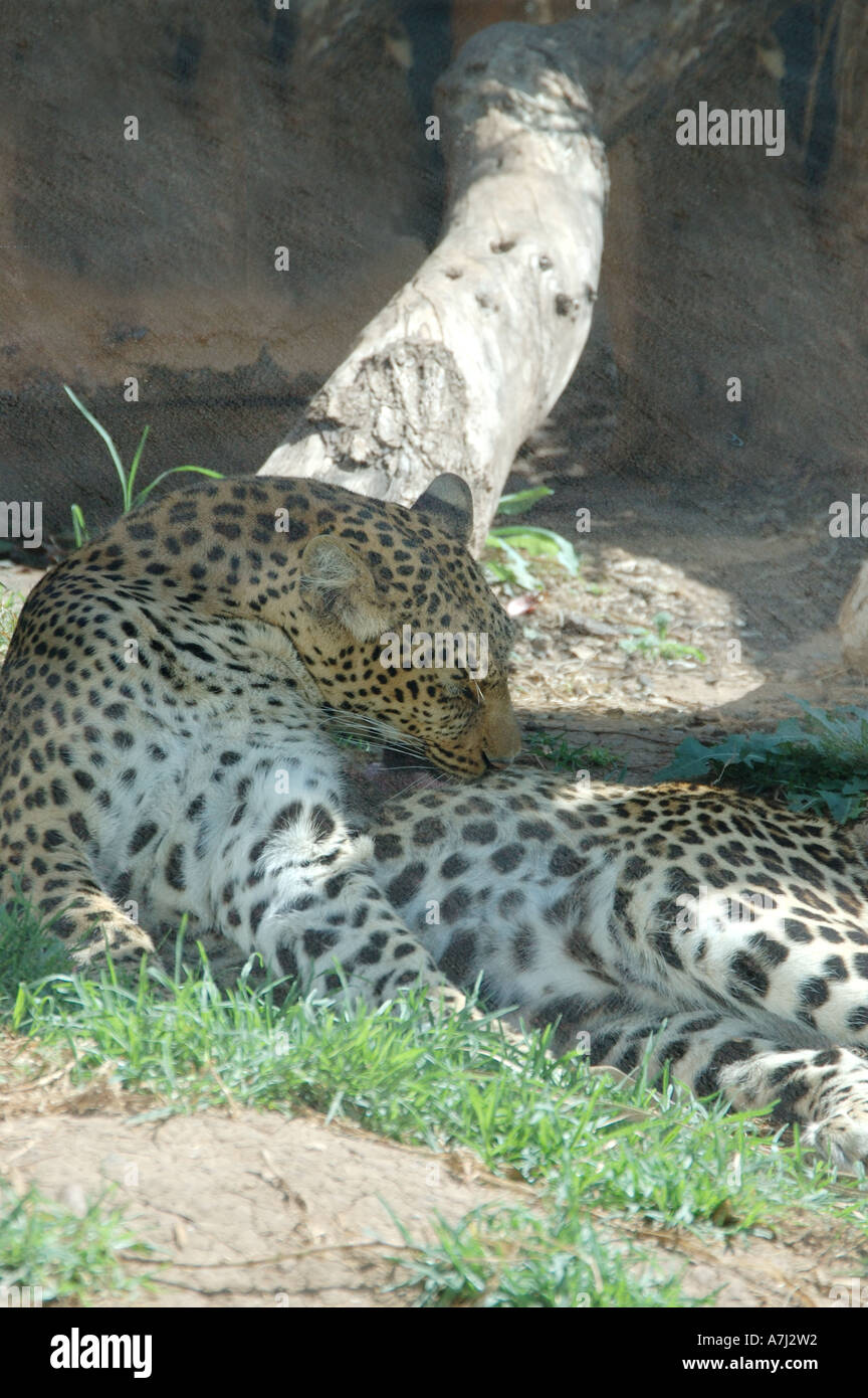 Leopard Washing licking fur Stock Photo - Alamy