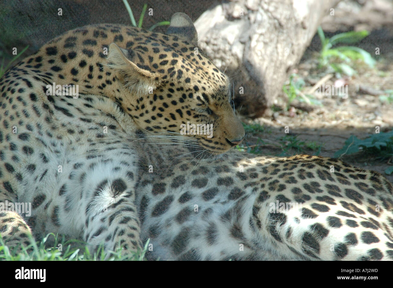 Leopard Washing licking fur Stock Photo - Alamy