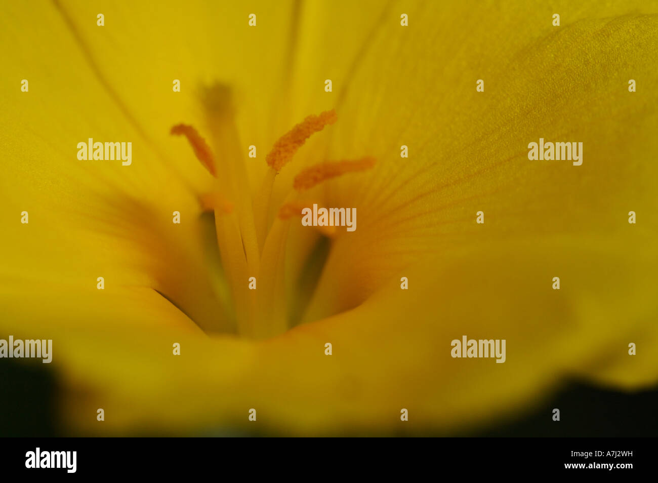 Ilex genus hi-res stock photography and images - Alamy