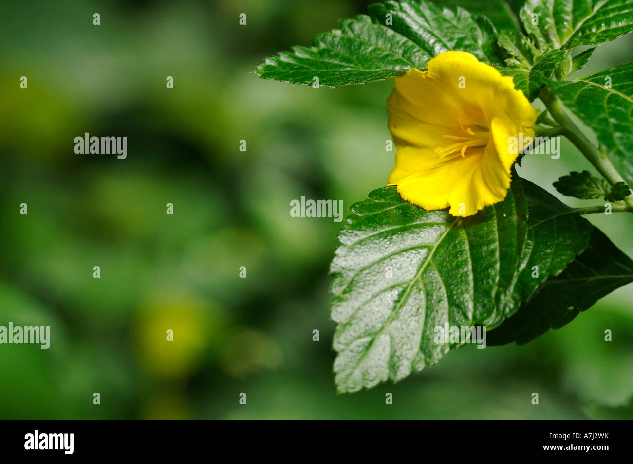 Ilex genus hi-res stock photography and images - Alamy