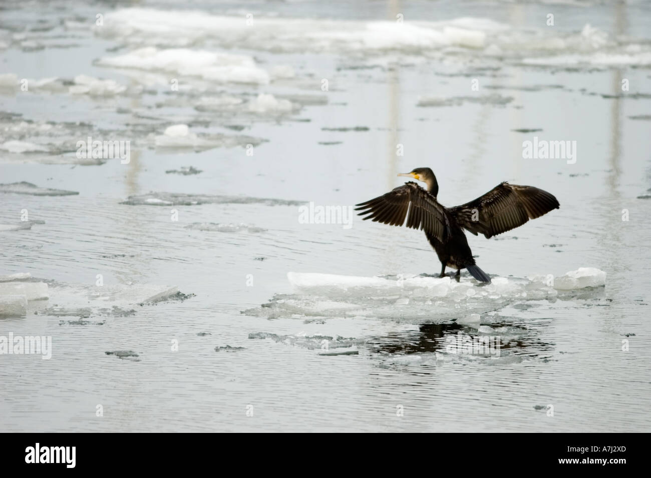 Cormorant drying wet feathers hi-res stock photography and images - Alamy